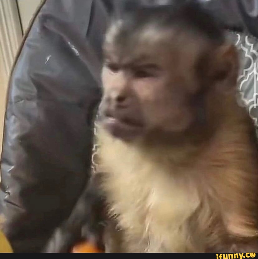 Capuchin memes. Best Collection of funny Capuchin pictures on iFunny
