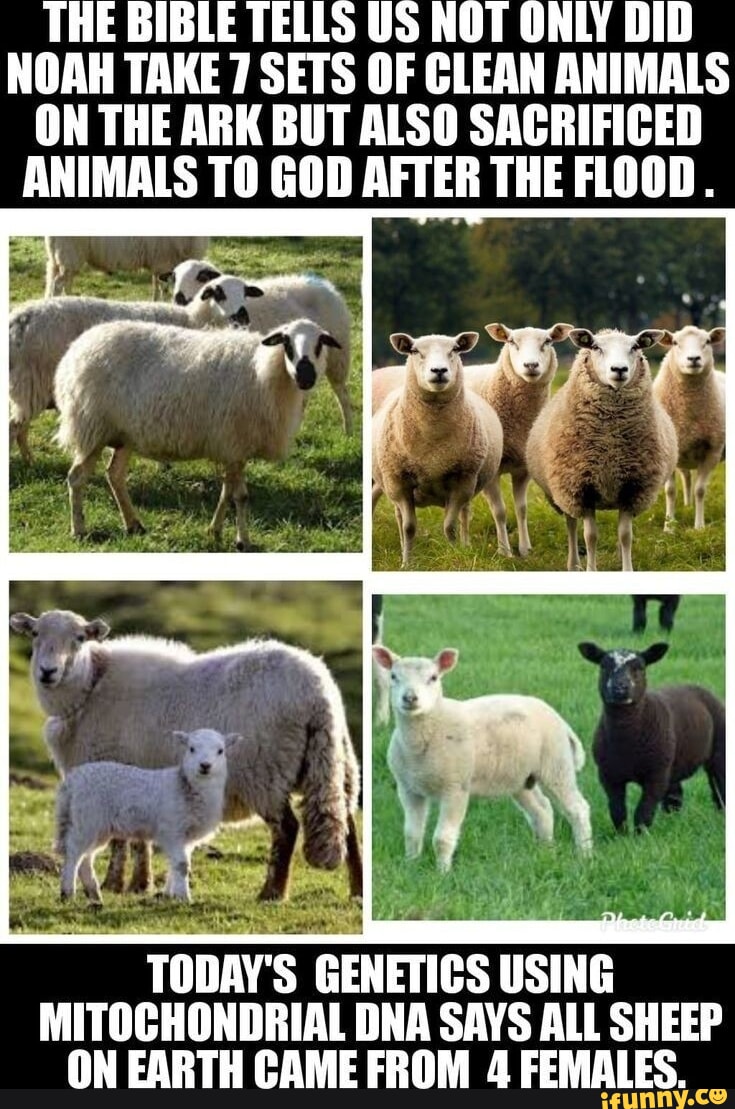 THE BIBLE TELLS US NOT ONLY DID NOAH TAKE 7 SETS OF CLEAN ANIMALS ON ...