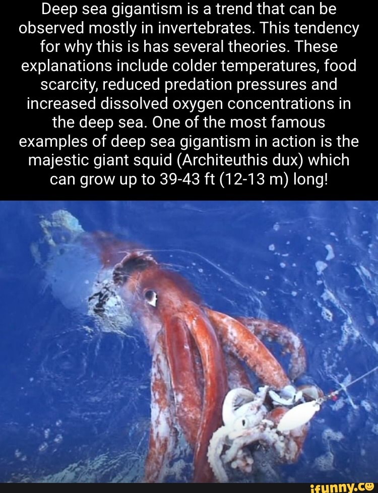 Deepseagigantism memes. Best Collection of funny Deepseagigantism ...
