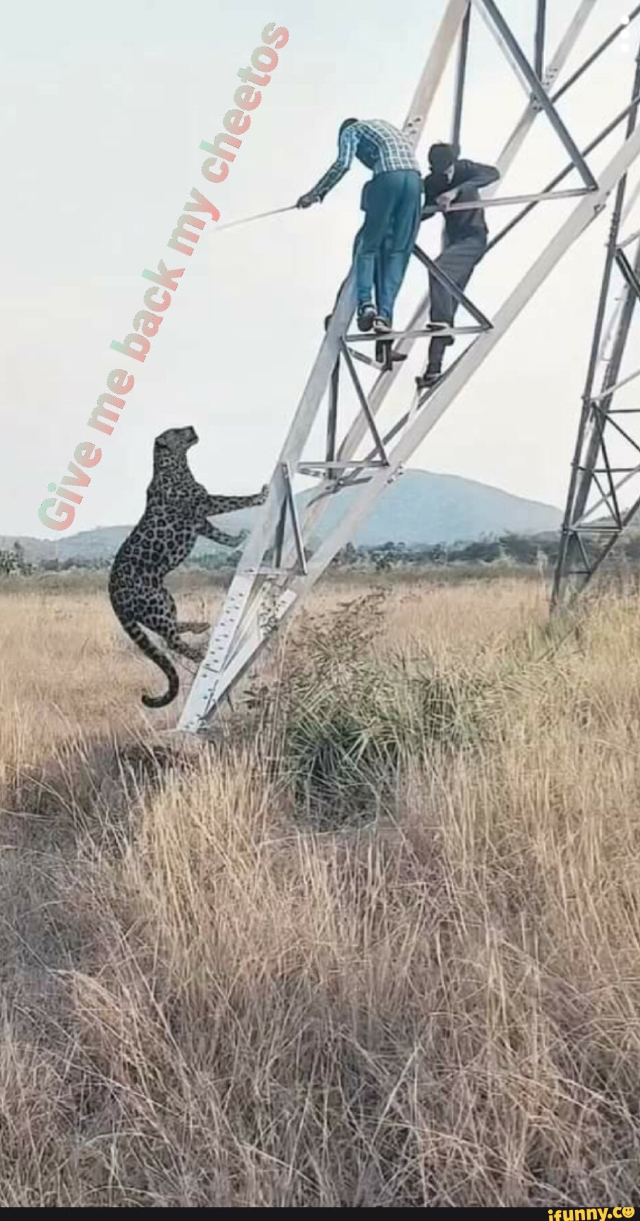 Cheetah memes. Best Collection of funny Cheetah pictures on iFunny