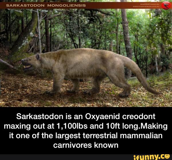 Sarkastodon memes. Best Collection of funny Sarkastodon pictures on iFunny