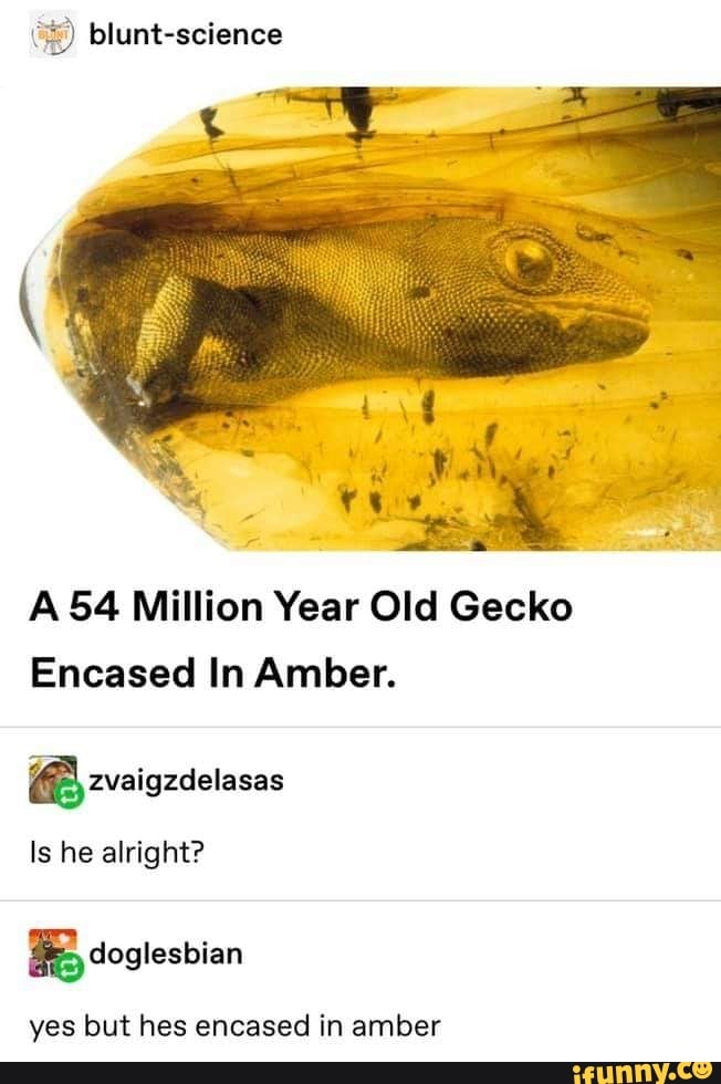 Ae blunt-science A 54 Million Year Old Gecko Encased In Amber. Is he ...