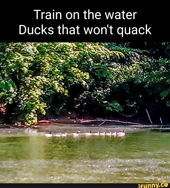 Train on the water Ducks that won't quack - iFunny