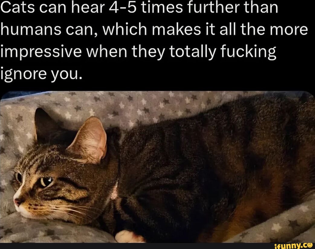 Cats can hear 4-5 times further than humans can, which makes it all the ...