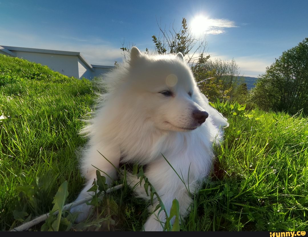 Japanese_spitz memes. Best Collection of funny Japanese_spitz pictures ...