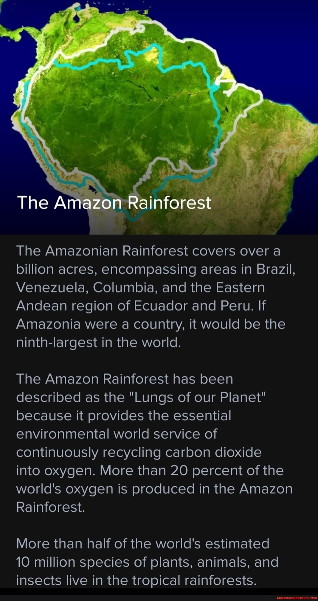 The Amazon Rainforest The Amazonian Rainforest covers over a billion ...