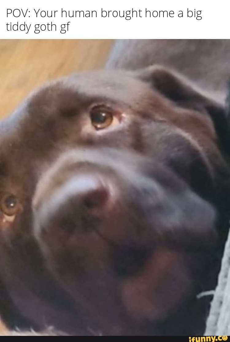 POV: Your human brought home a big tiddy goth gf - iFunny