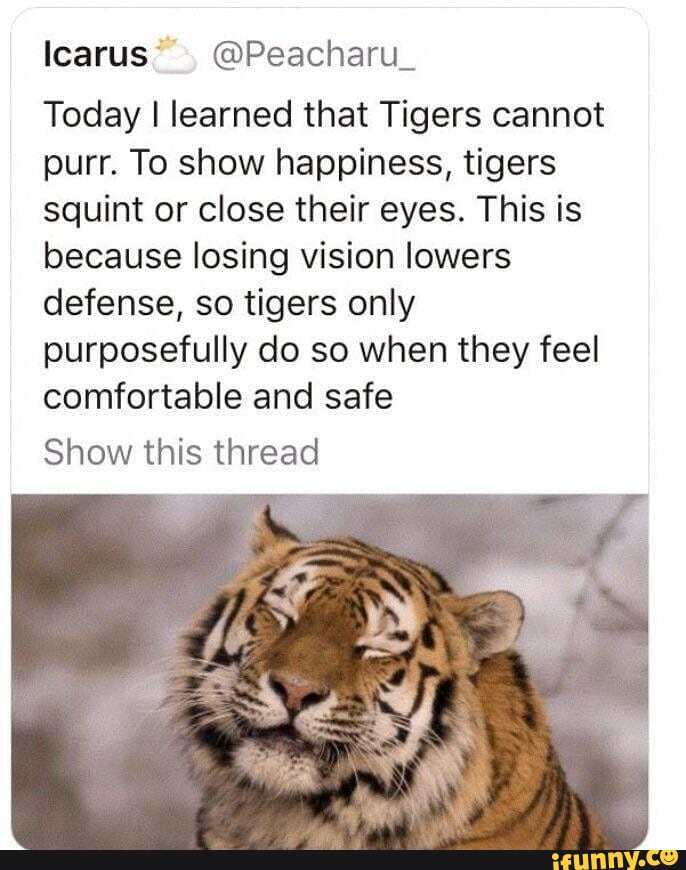 Icarus* @Peacharu_ Today I learned that Tigers cannot purr. To show ...