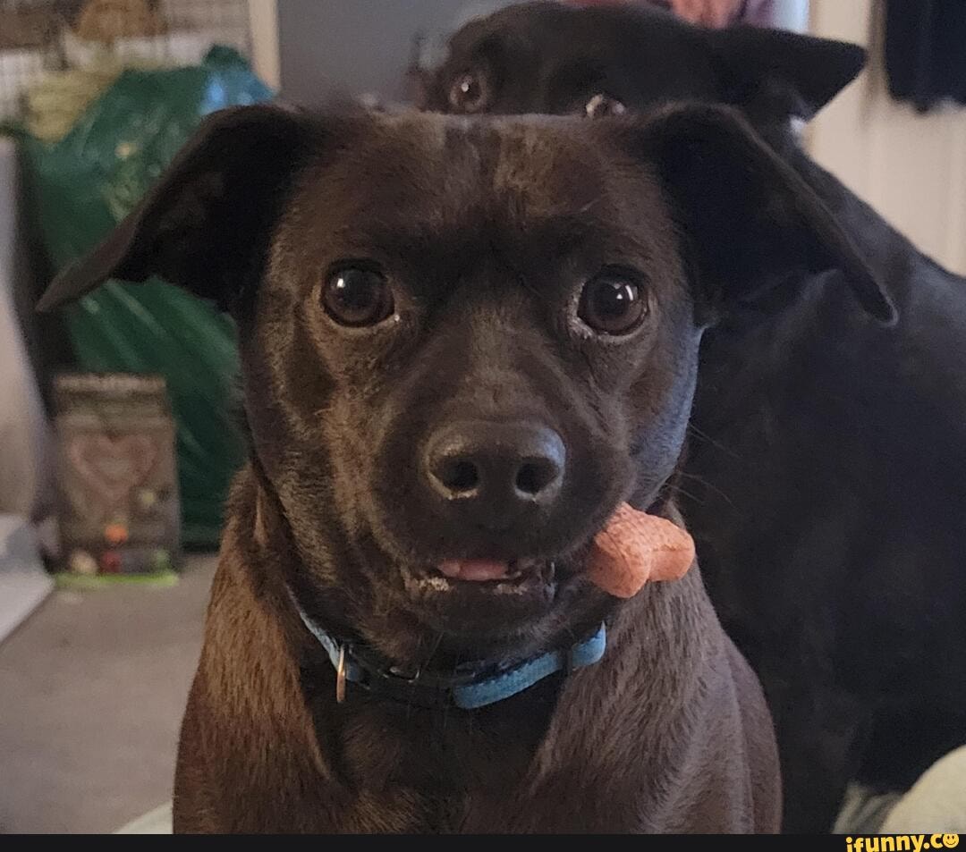 Stogies memes. Best Collection of funny Stogies pictures on iFunny