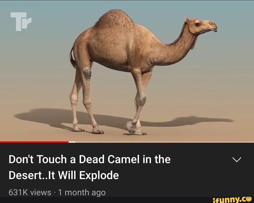 Don't Touch a Dead Camel in the Desert..It Will Explode 631K views 1 ...