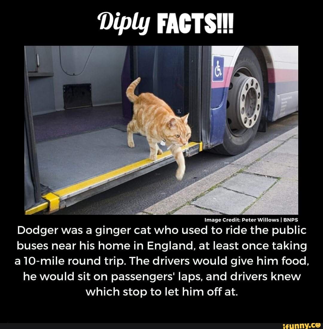 Diply FACTS Image Credit: Peter Willows I BNPS Dodger was a ginger cat ...
