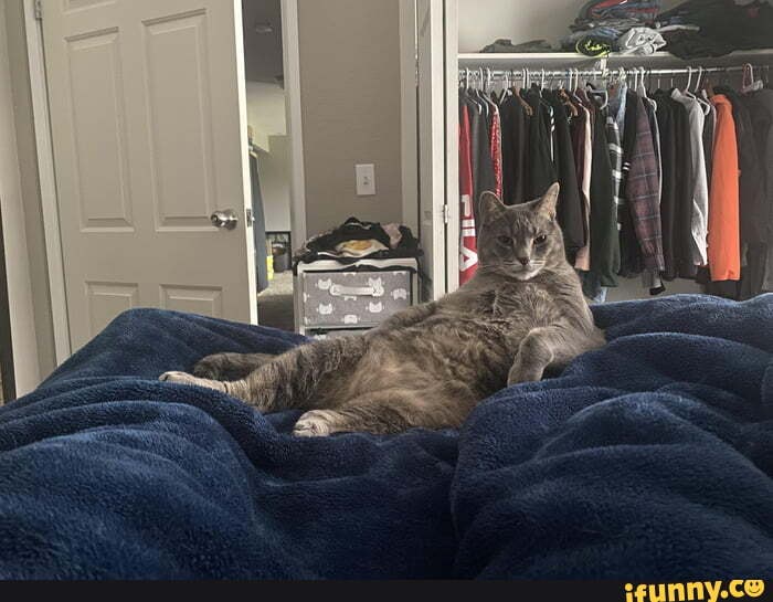 Tybalt memes. Best Collection of funny Tybalt pictures on iFunny