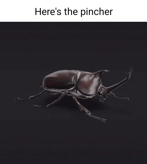 Here's the pincher - iFunny