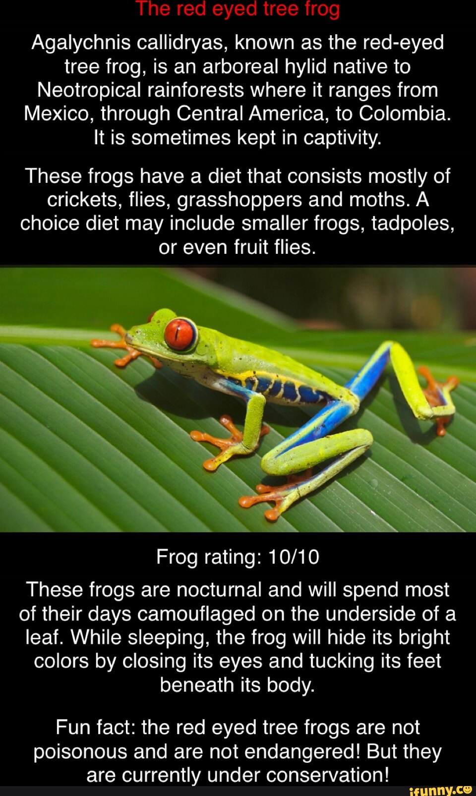 The red eyed tree frog Agalychnis callidryas, known as the red-eyed ...