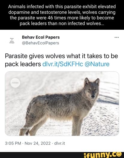 Animals infected with this parasite exhibit elevated dopamine and ...