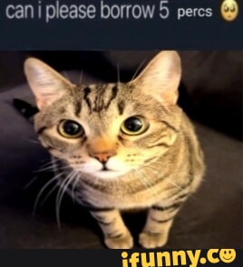 Pecs memes. Best Collection of funny Pecs pictures on iFunny