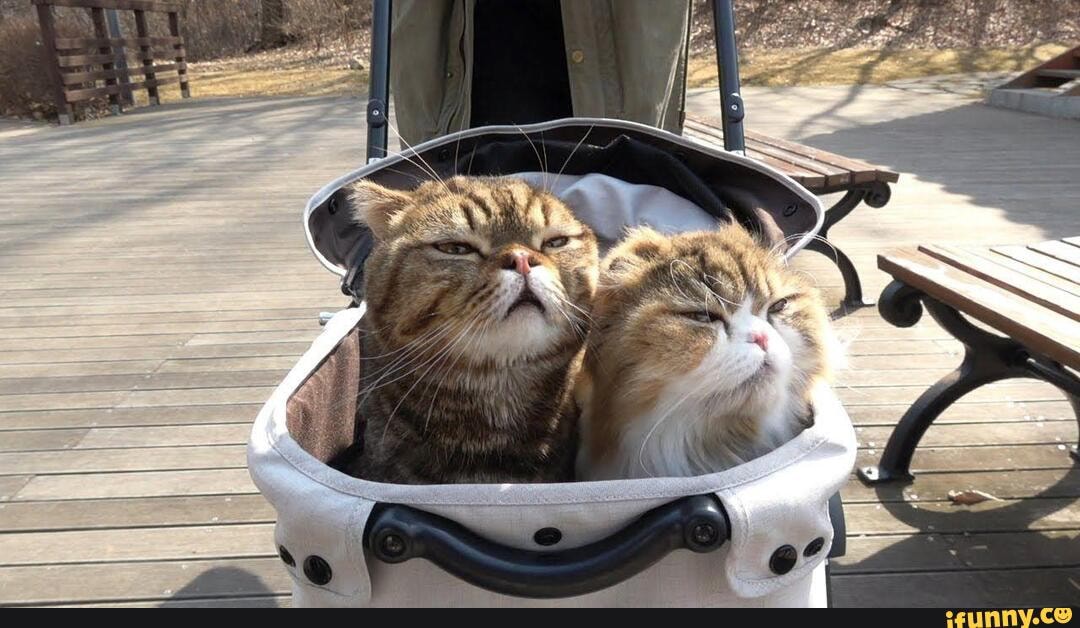 Kittisaurus memes. Best Collection of funny Kittisaurus pictures on iFunny