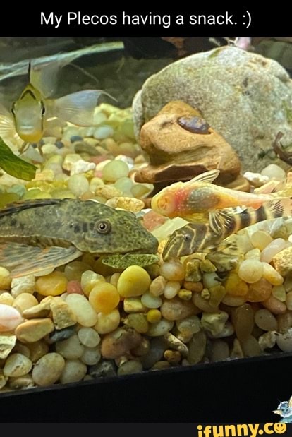 Plecos memes. Best Collection of funny Plecos pictures on iFunny