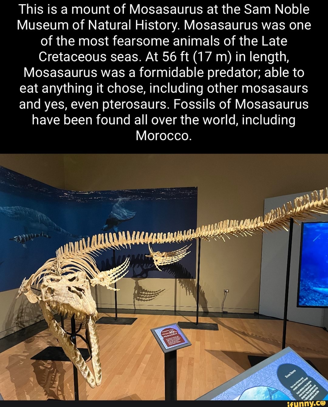 Mosasaurus memes. Best Collection of funny Mosasaurus pictures on iFunny