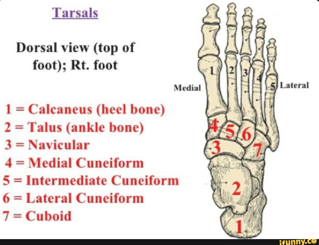 Tarsals Dorsal view (top of foot); Rt. foot Medial Lateral 1 ...