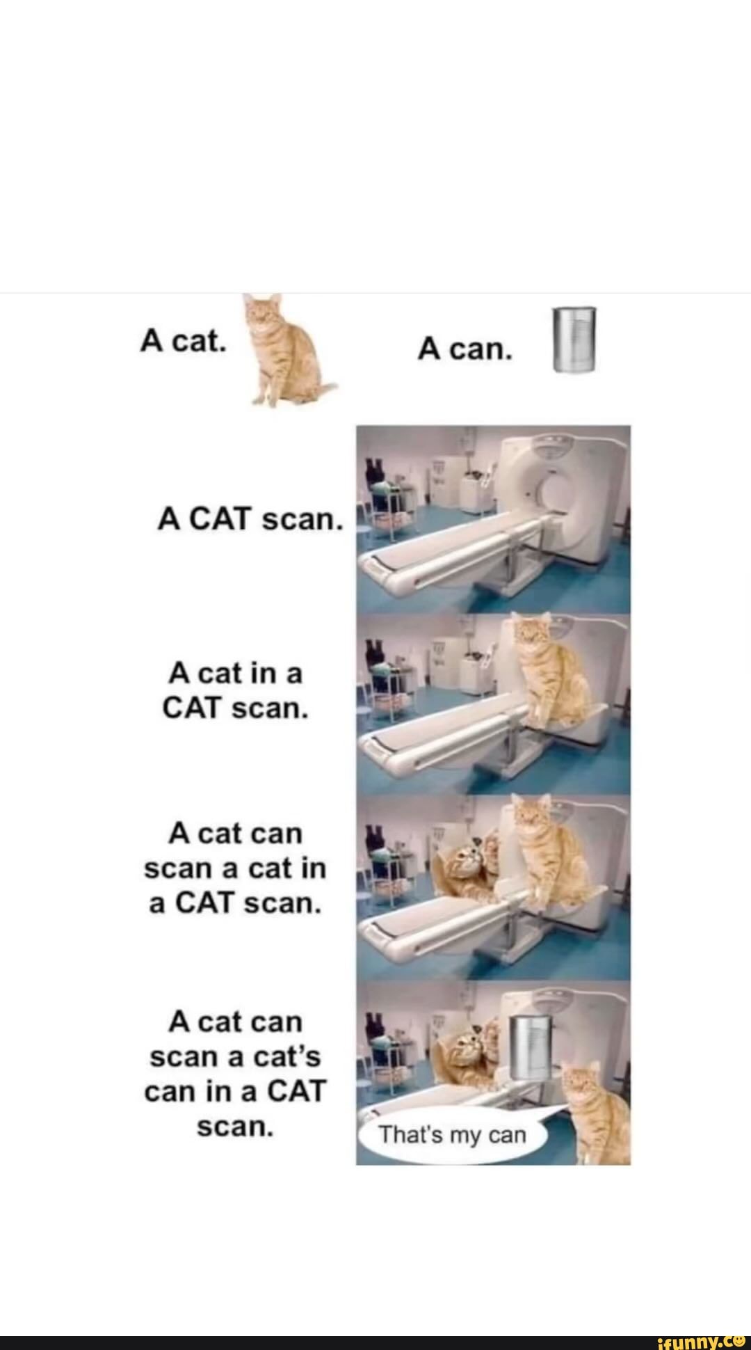 This is a big brain meme @loladmits @punsworld - Cat. CAT scan. Acatina ...