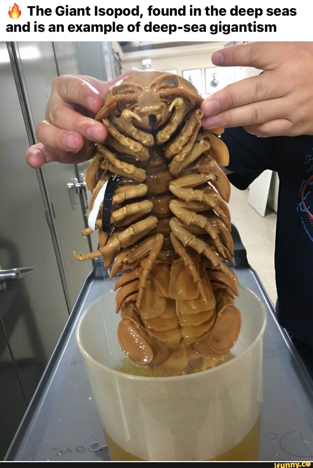 Gigantism memes. Best Collection of funny Gigantism pictures on iFunny