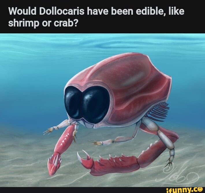 Dollocaris memes. Best Collection of funny Dollocaris pictures on iFunny