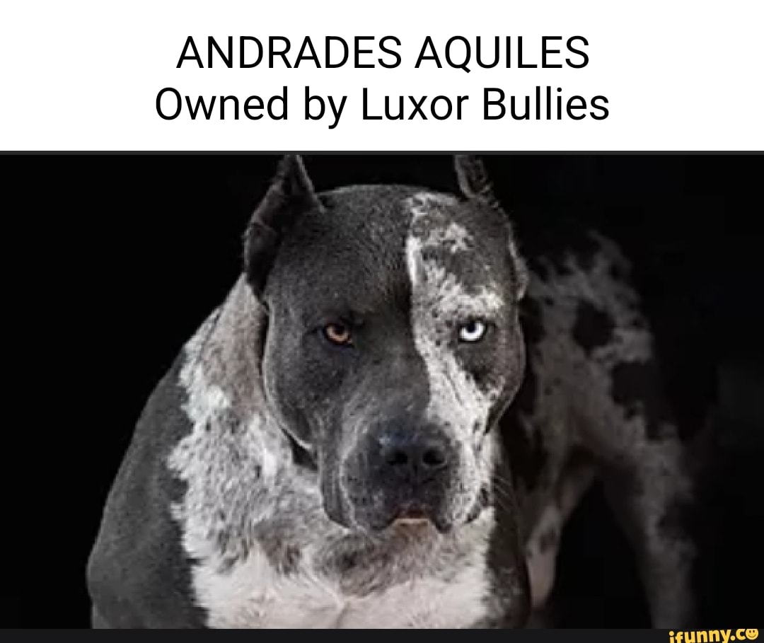 Luxor memes. Best Collection of funny Luxor pictures on iFunny
