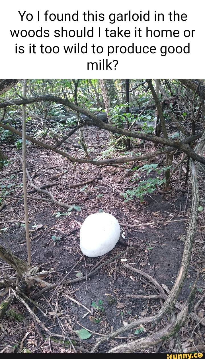 Yo I found this garloid in the woods should I take it home or is it too ...