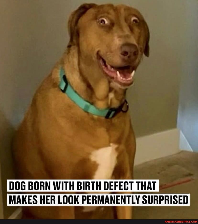 DOG BORN WITH BIRTH DEFECT THAT MAKES HER LOOK PERMANENTLY SURPRISED ...