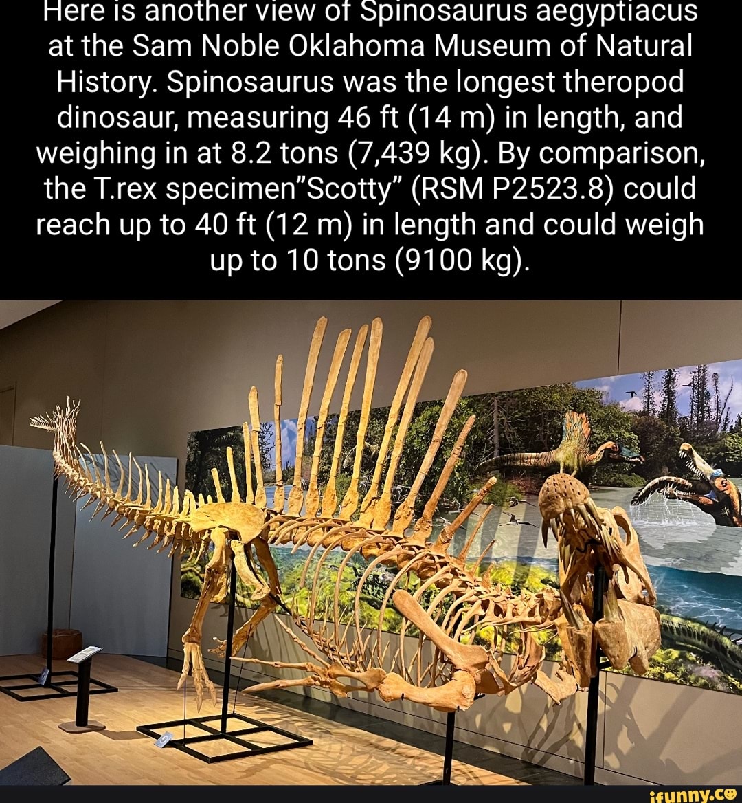 Here is another view of spinosaurus aegyptiacus at the Sam Noble ...