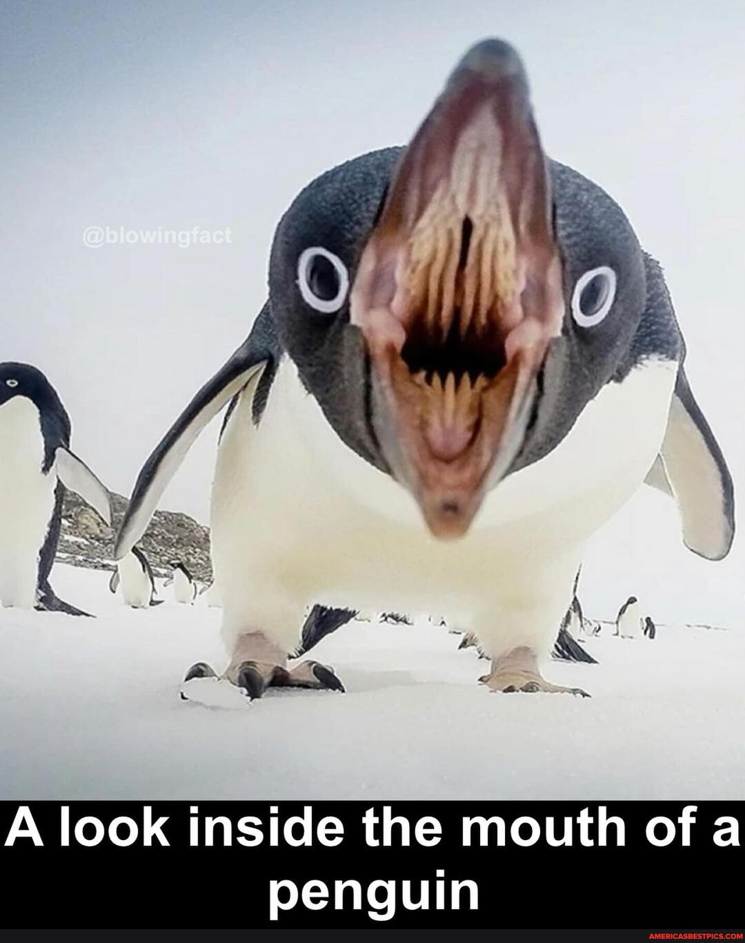 Thoughts? 🐧 - A look inside the mouth of a penguin - America’s best ...