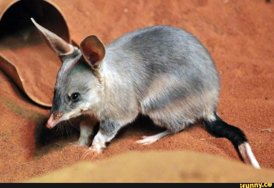 Picture memes f2AWvZ9T9 by cringy_big_chungles_2021 - iFunny