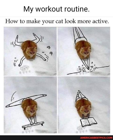 My workout routine. How to make your cat look more active. - America’s ...