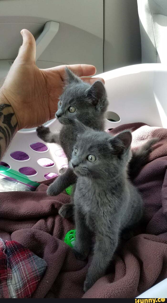 Russian_blue memes. Best Collection of funny Russian_blue pictures on ...