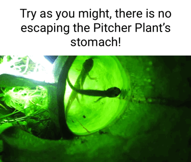 Carnivorous_plant memes. Best Collection of funny Carnivorous_plant ...