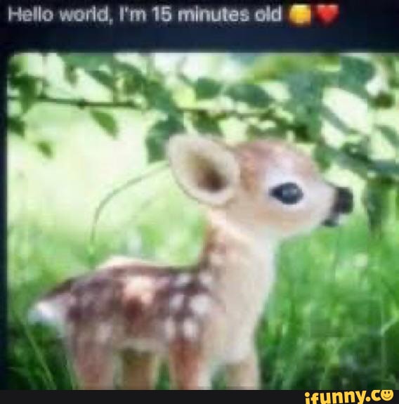 The miracle of life - The miracle of life Hello world, I'm 15 minutes ...