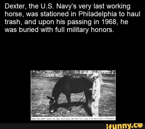 Dexter, the U.S. Navy's very last working horse, was stationed in ...