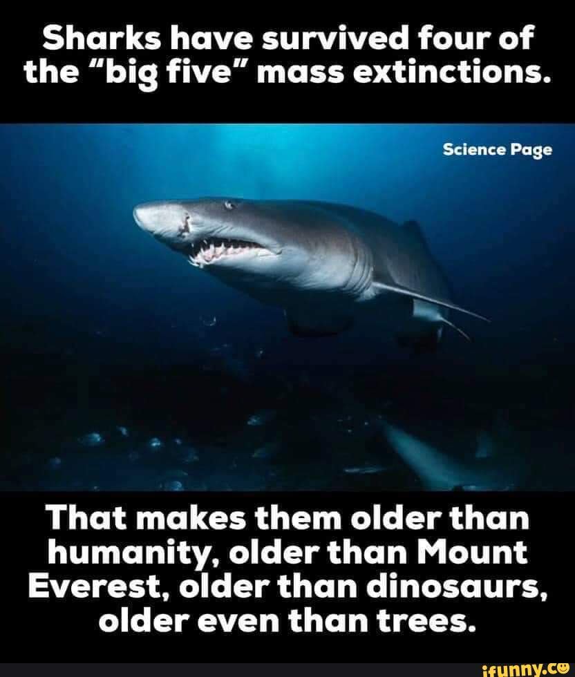 Sharks have survived four of the "big five" mass extinctions. Science ...