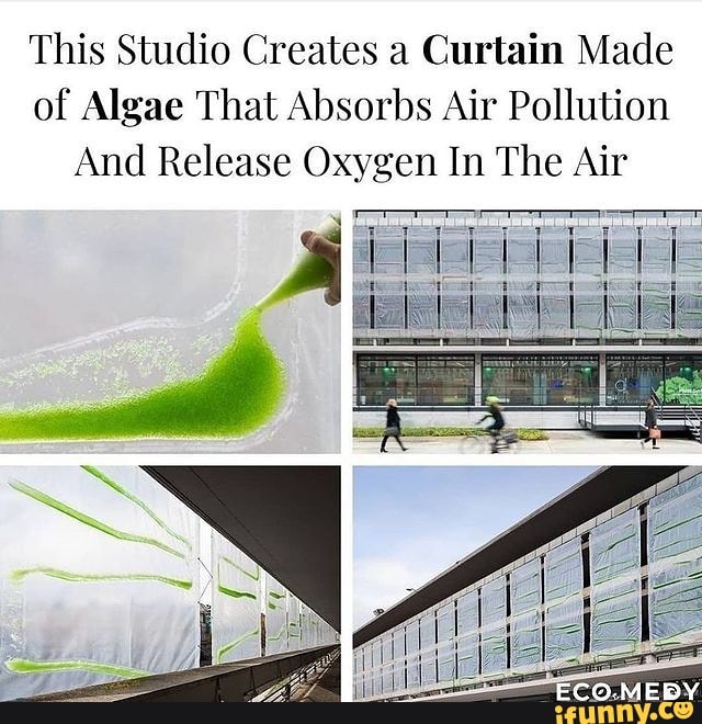 Algae memes. Best Collection of funny Algae pictures on iFunny