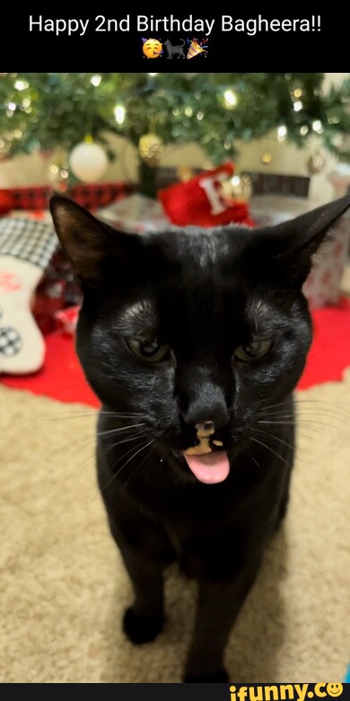 Bagheera memes. Best Collection of funny Bagheera pictures on iFunny