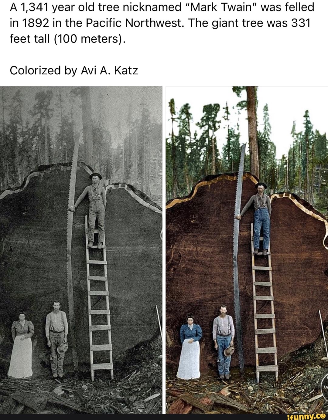 A 1,341 year old tree nicknamed "Mark Twain" was felled in 1892 in the ...