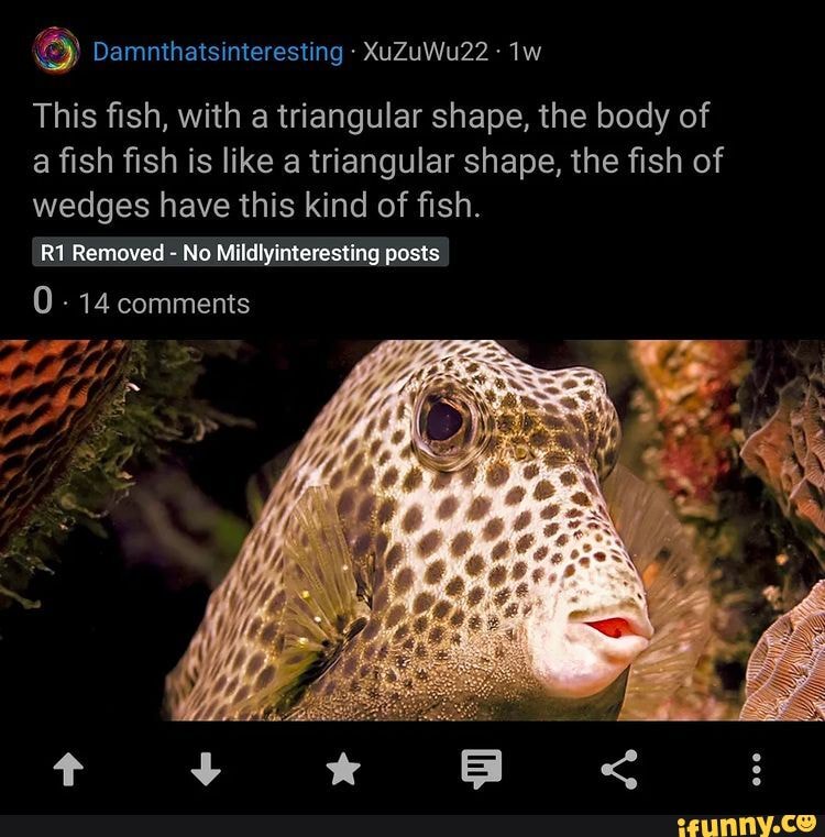 This fish, with a triangular shape, the body of a fish fish is like a ...