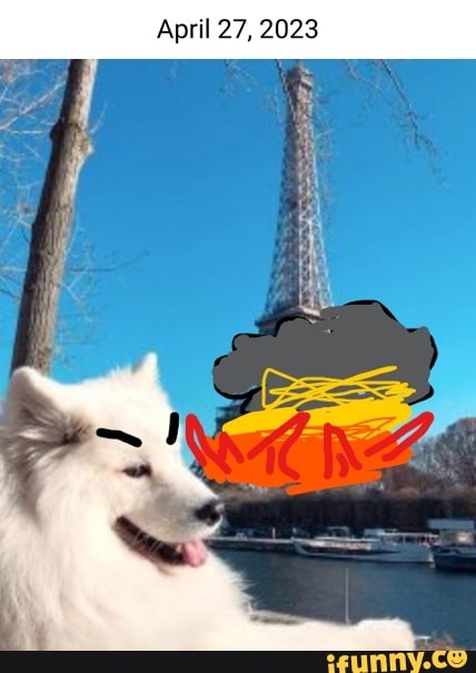 Samoyeds memes. Best Collection of funny Samoyeds pictures on iFunny