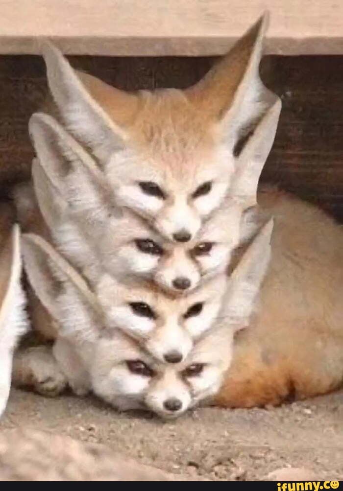 Fennec_fox memes. Best Collection of funny Fennec_fox pictures on iFunny