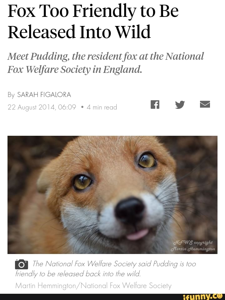 Fox Too Friendly to Be Released Into Wild Meet Pudding, the resident ...