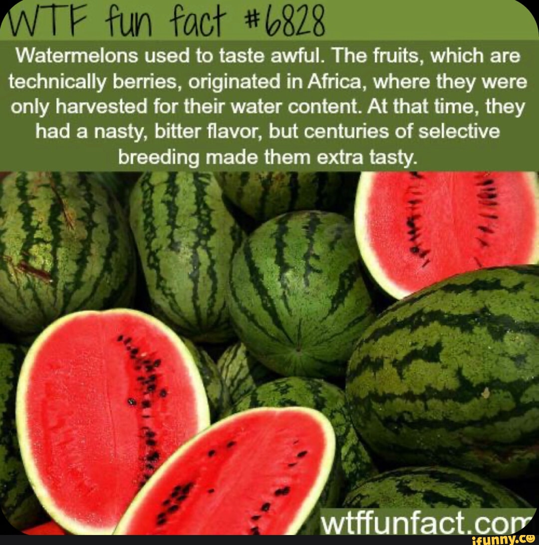 Watermelons memes. Best Collection of funny Watermelons pictures on iFunny