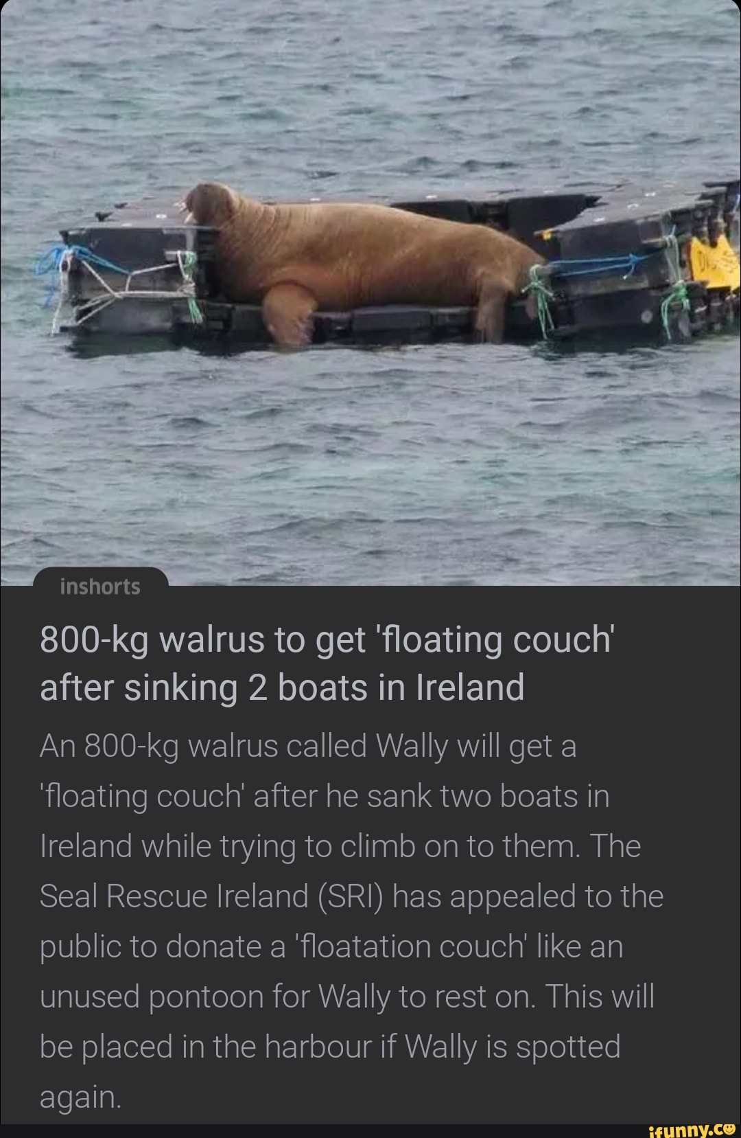 Inshorts 800-kg walrus to get 'floating couch' after sinking 2 boats in ...