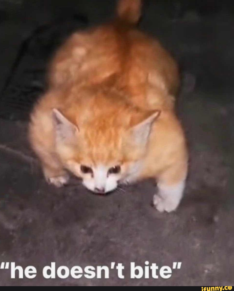 Video memes AqZijVG9B by Ddoghammer - iFunny