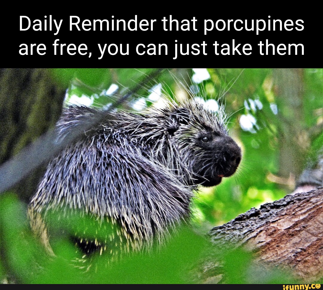 Daily Reminder that porcupines are free, you can just take them me - iFunny